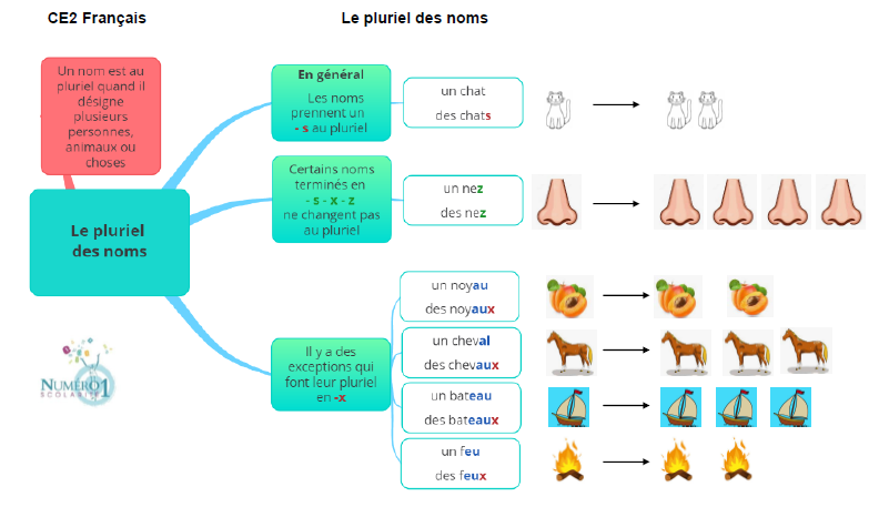 Le pluriel des noms : leçon et exercices CE2