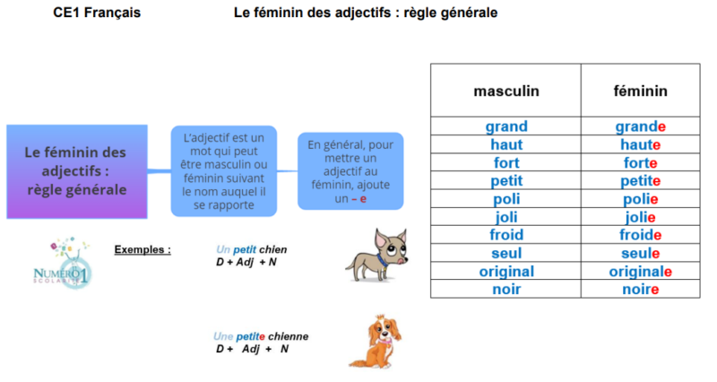 Le féminin des adjectifs : règle générale : leçon et exercices CE1
