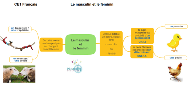 Le masculin et le féminin : leçon et exercices CE1