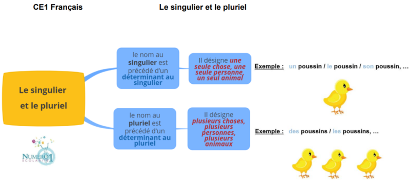 Le singulier et le pluriel : leçon et exercices CE1